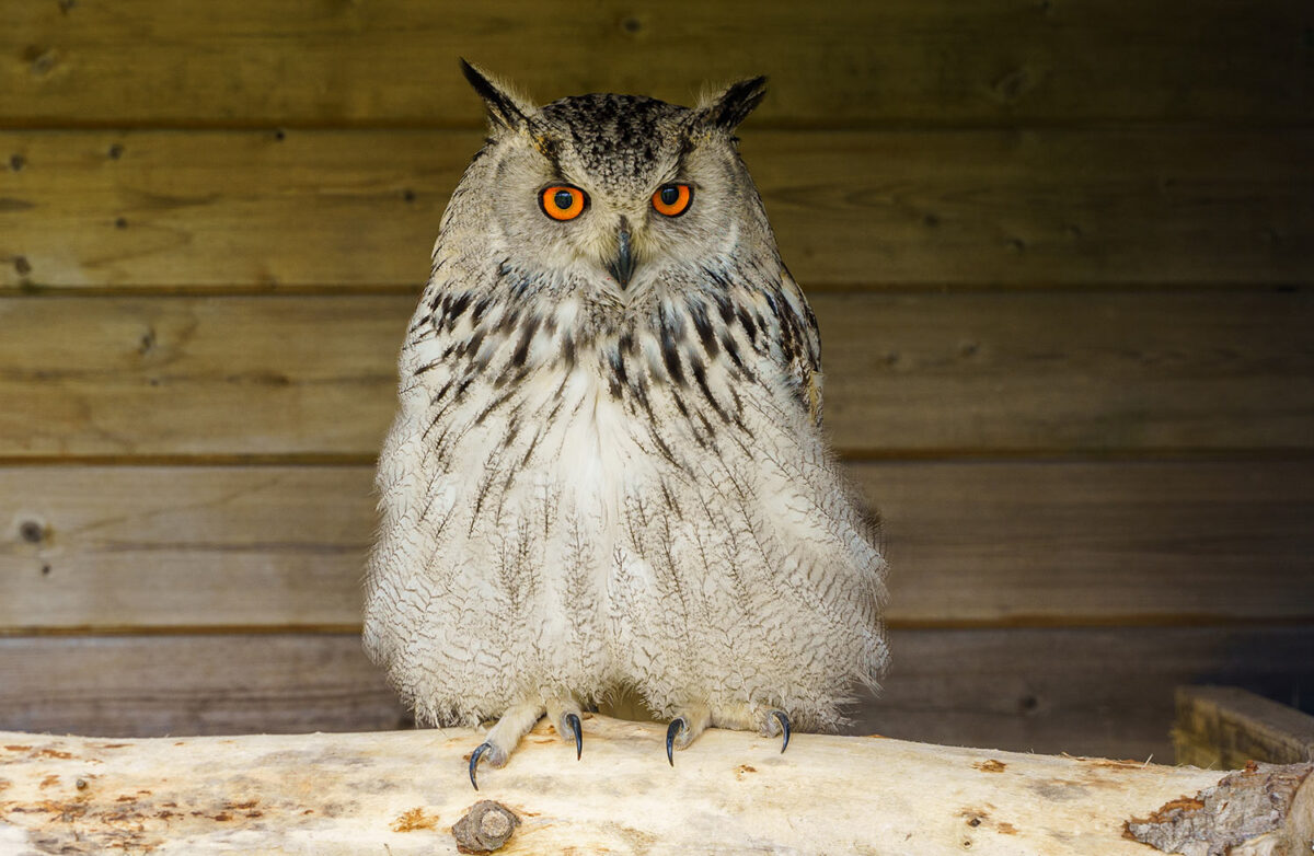 Meet the Animals – Harrogate Birds of Prey and the Creature Cave