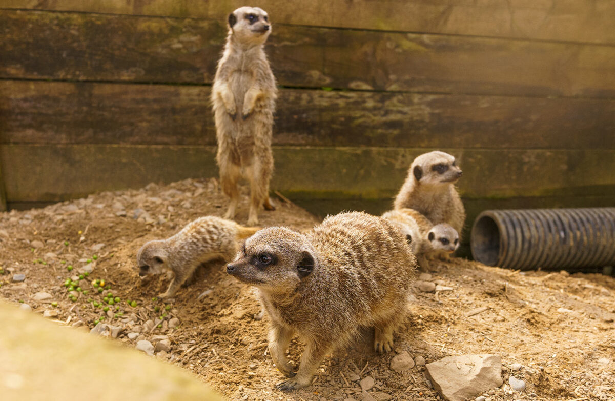 Meet the Animals – Harrogate Birds of Prey and the Creature Cave