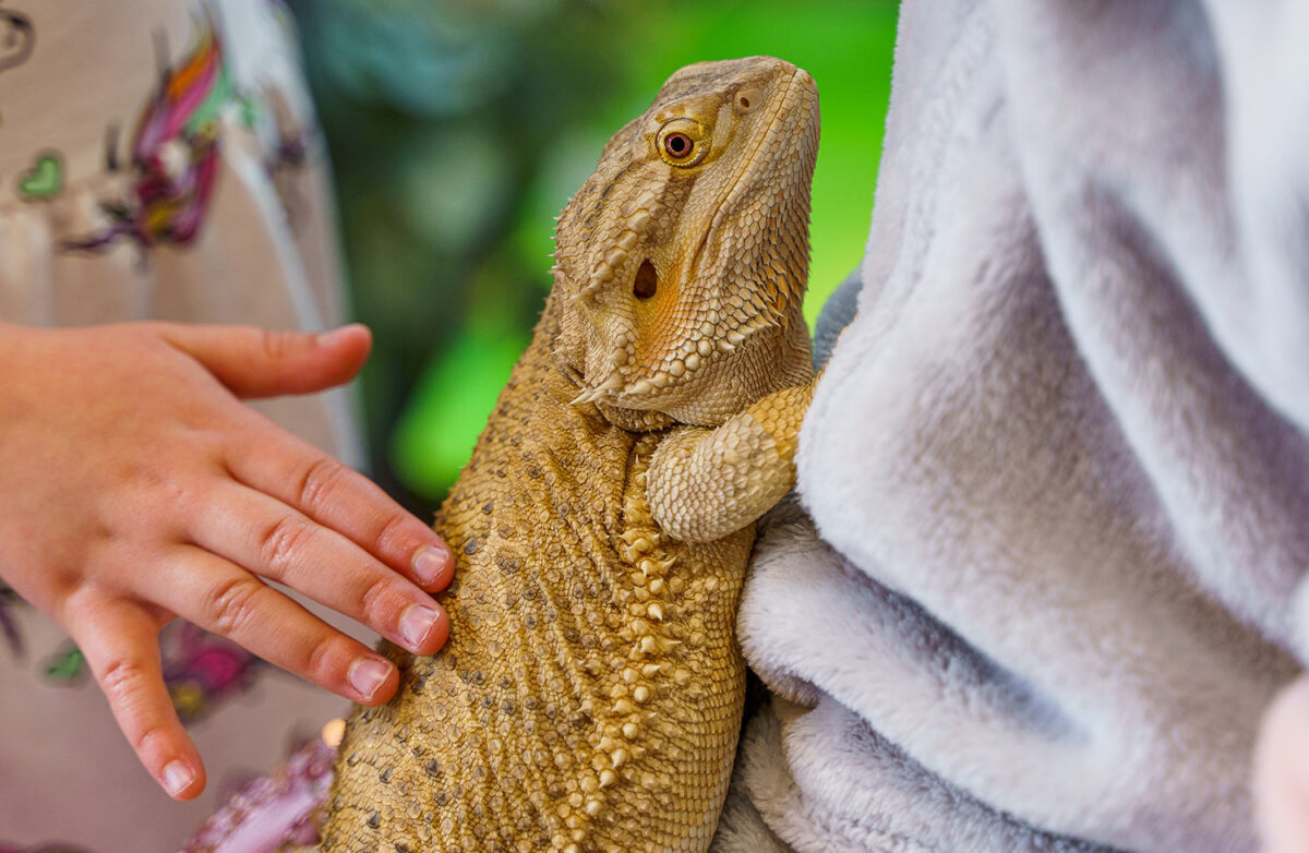 Meet the Animals – Harrogate Birds of Prey and the Creature Cave
