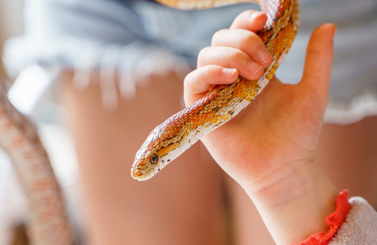 Meet the Animals – Harrogate Birds of Prey and the Creature Cave