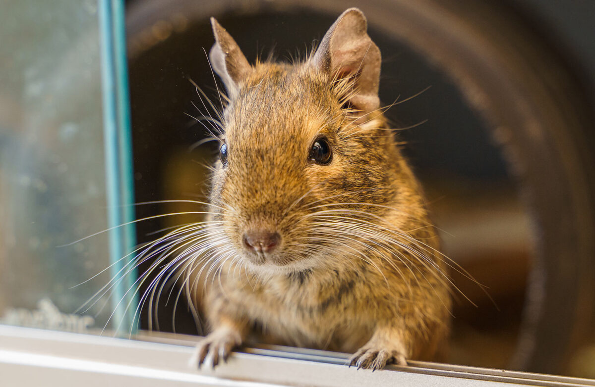 Meet the Animals – Harrogate Birds of Prey and the Creature Cave