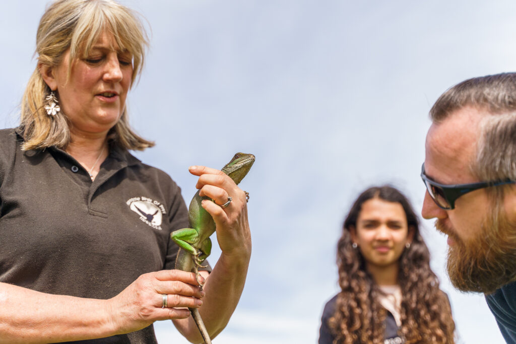 Harrogate Birds Of Prey at Alannah Macquarie blog