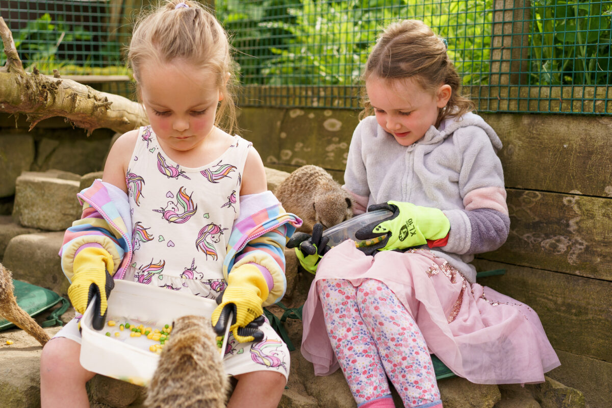 Harrogate Birds of Prey and the Creature Cave