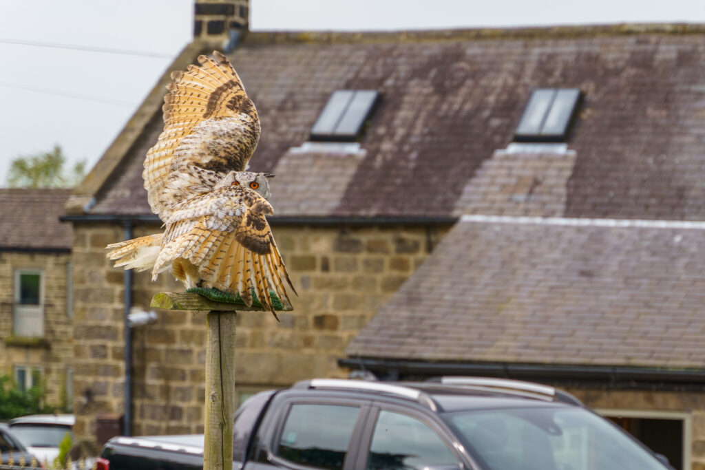 Harrogate Birds Of Prey at Alannah Macquarie blog