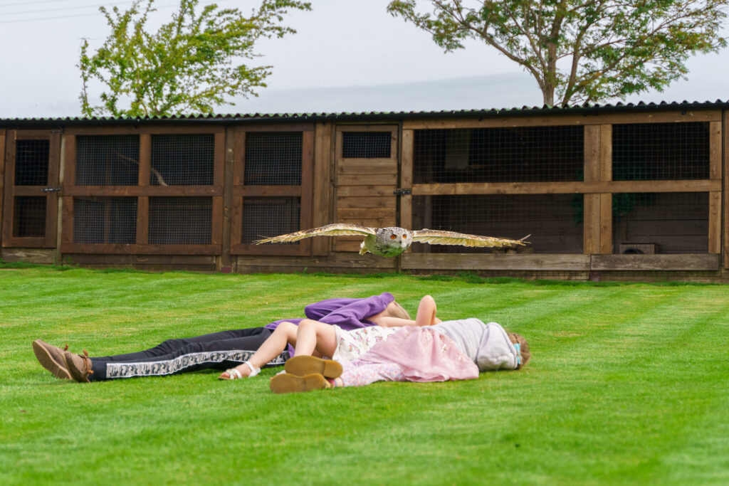 Harrogate Birds of Prey and the Creature Cave
