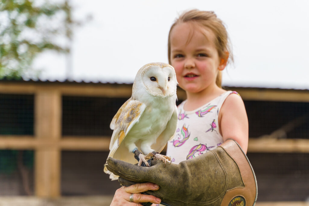 Harrogate Birds Of Prey at Alannah Macquarie blog