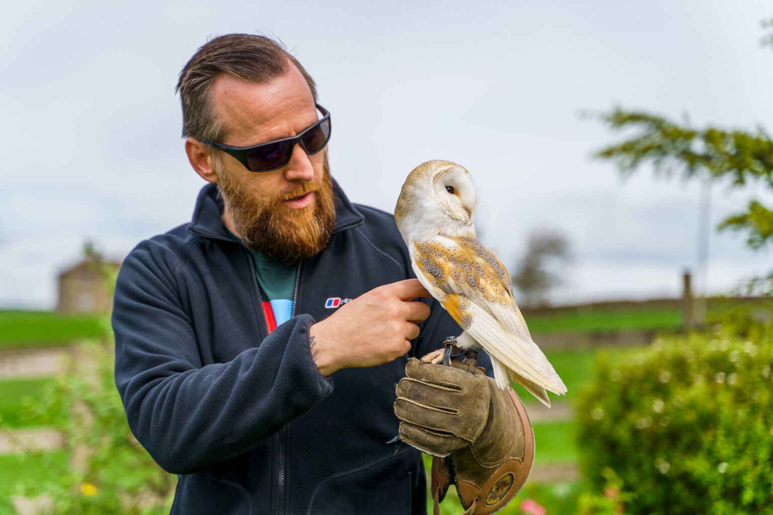 Harrogate Birds Of Prey at Alannah Macquarie blog