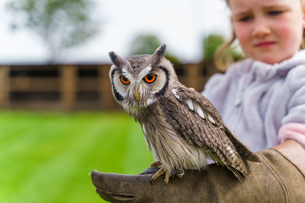 Harrogate Birds of Prey and the Creature Cave