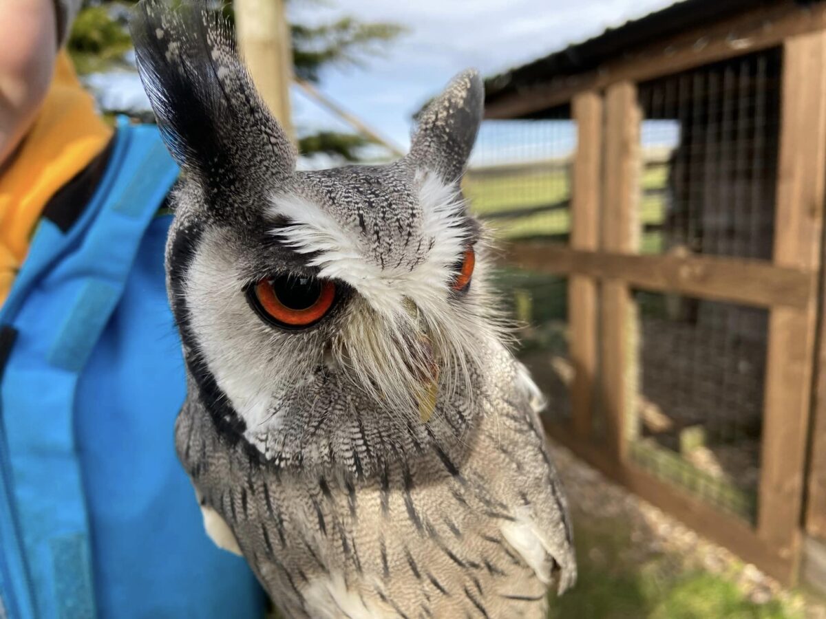 Reviews – Harrogate Birds of Prey and the Creature Cave