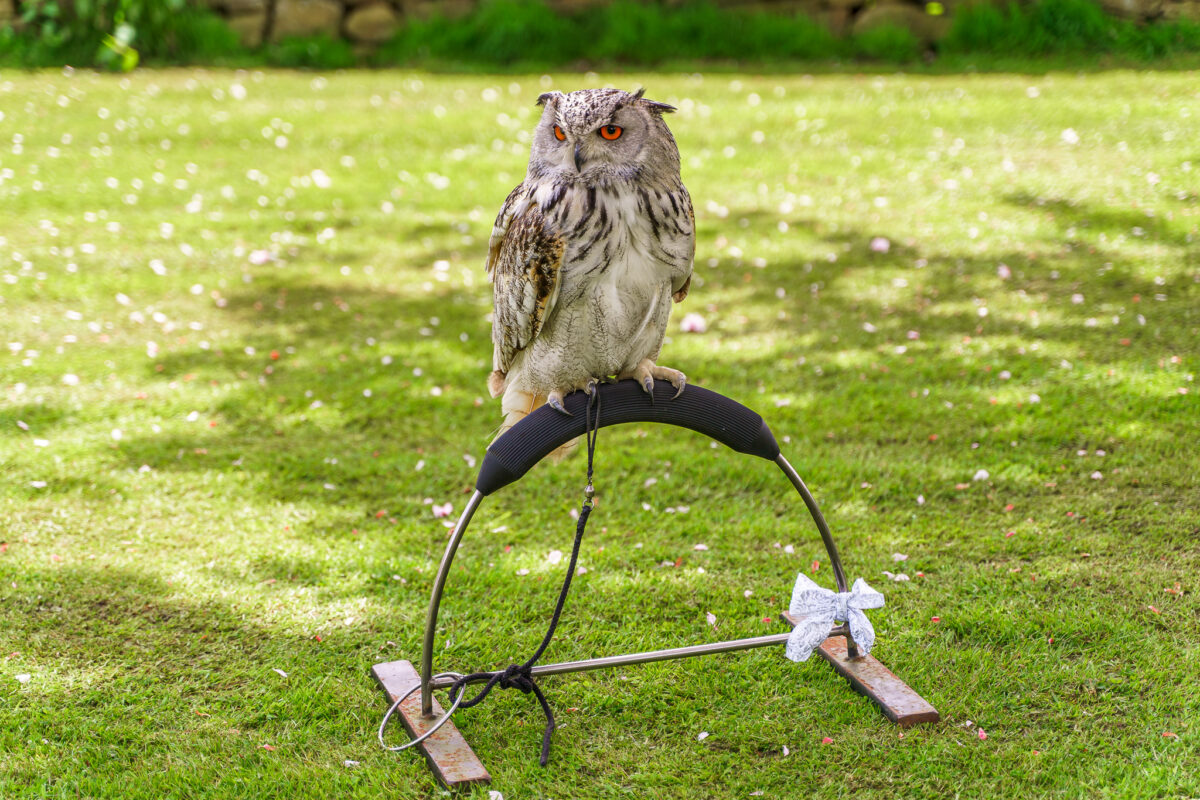 OWL DISPLAYS – Harrogate Birds of Prey and the Creature Cave